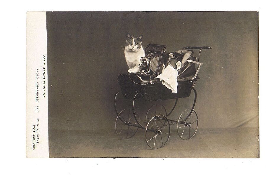 The Cat Card Comes Back | Pam's Pictorama