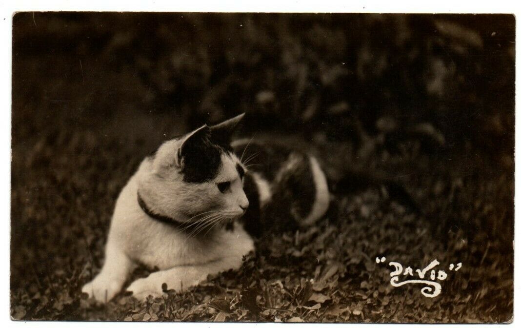 David, Our Favorite | Pam's Pictorama