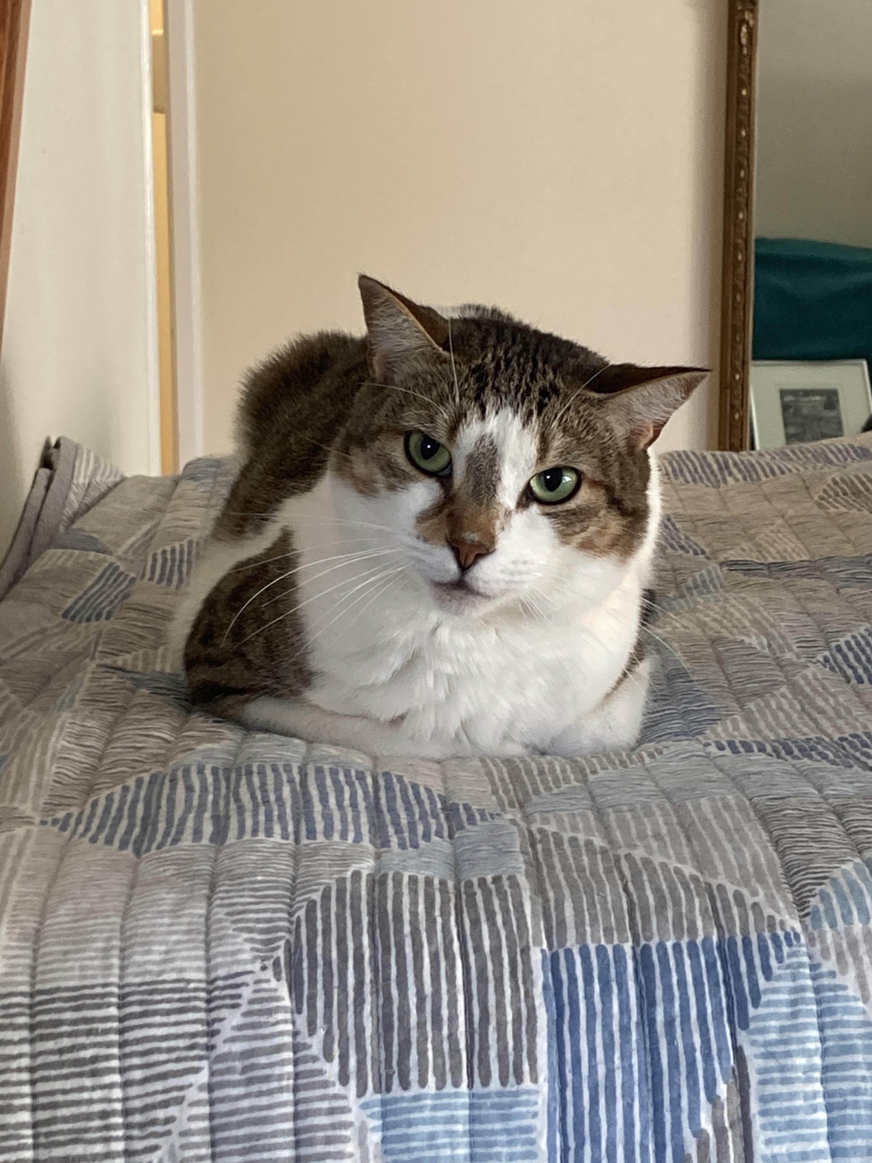 Cat-a-pult | Pam's Pictorama