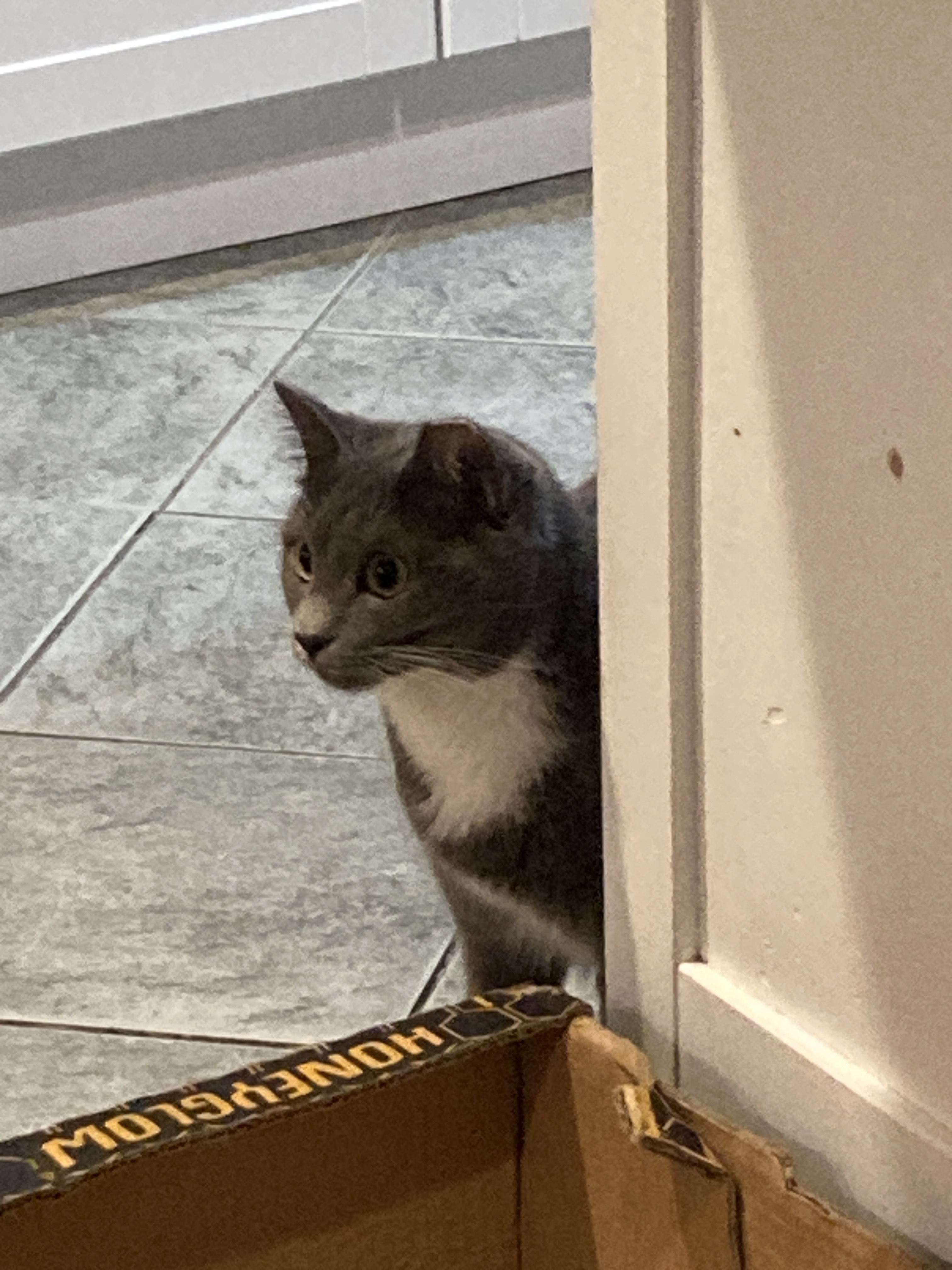Cat-a-pult | Pam's Pictorama