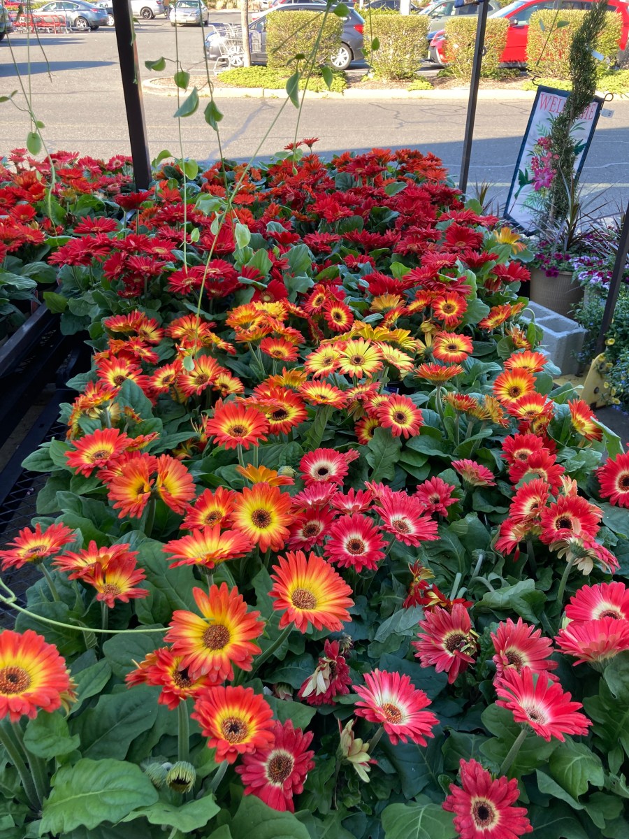 Sowing | Pam's Pictorama