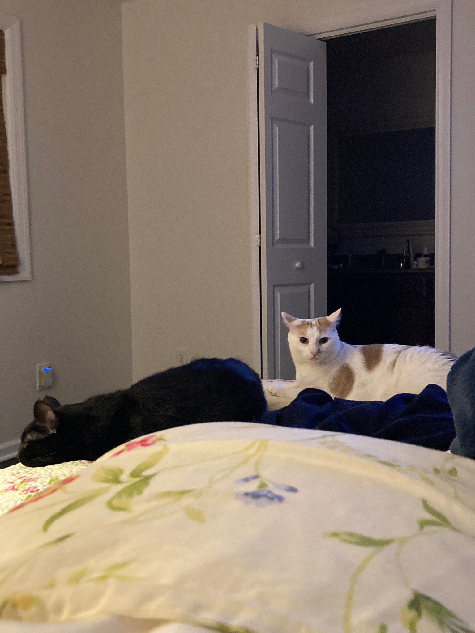 Cat-vertising | Pam's Pictorama